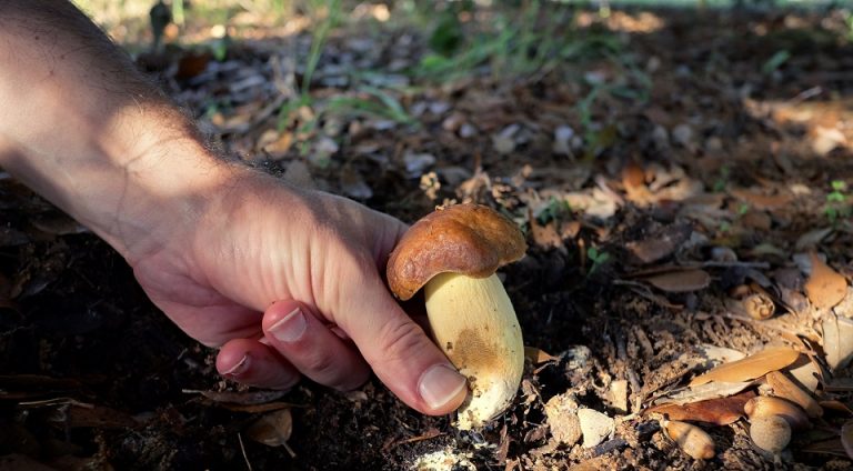 Sicilia: Fungo ferla fest, dal 12 al 14 novembre a Caltavuturo, Palermo ...